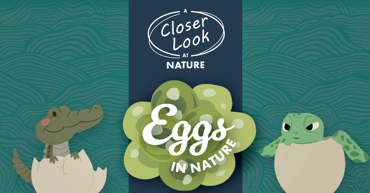 A Closer Look at Nature: Eggs in Nature | West Houston / Cypress