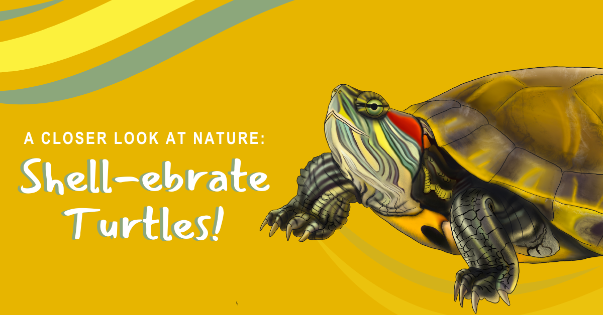 A Closer Look at Nature: Shell-ebrate Turtles! | West Houston / Cypress