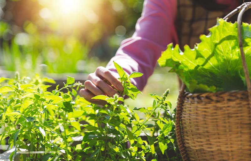 Fort Bend County Master Gardeners, Texas A&M AgriLife Extension Service ...