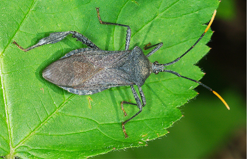 Kissing Bugs: When a Kiss Isn’t Just a Kiss
